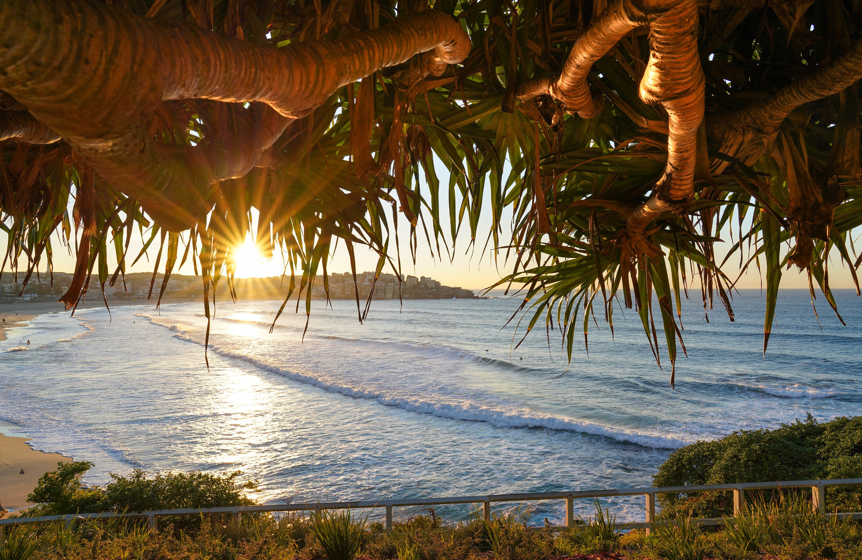 Bondi Beach Print, Pandanus Views Bondi, Photography, Print, Art ...