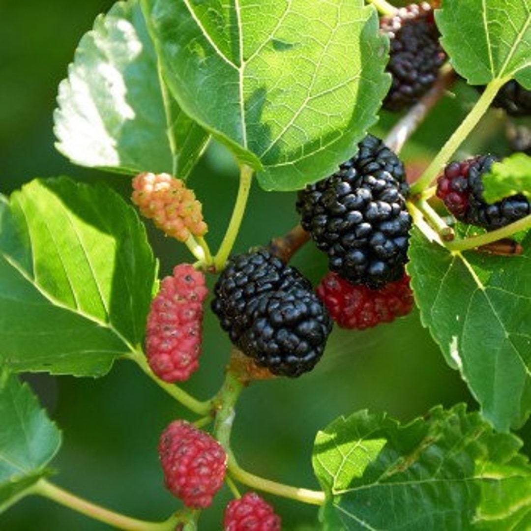 Mulberry Fragrance Oil - Candles - Soap - Skin & Hair Care - Etsy