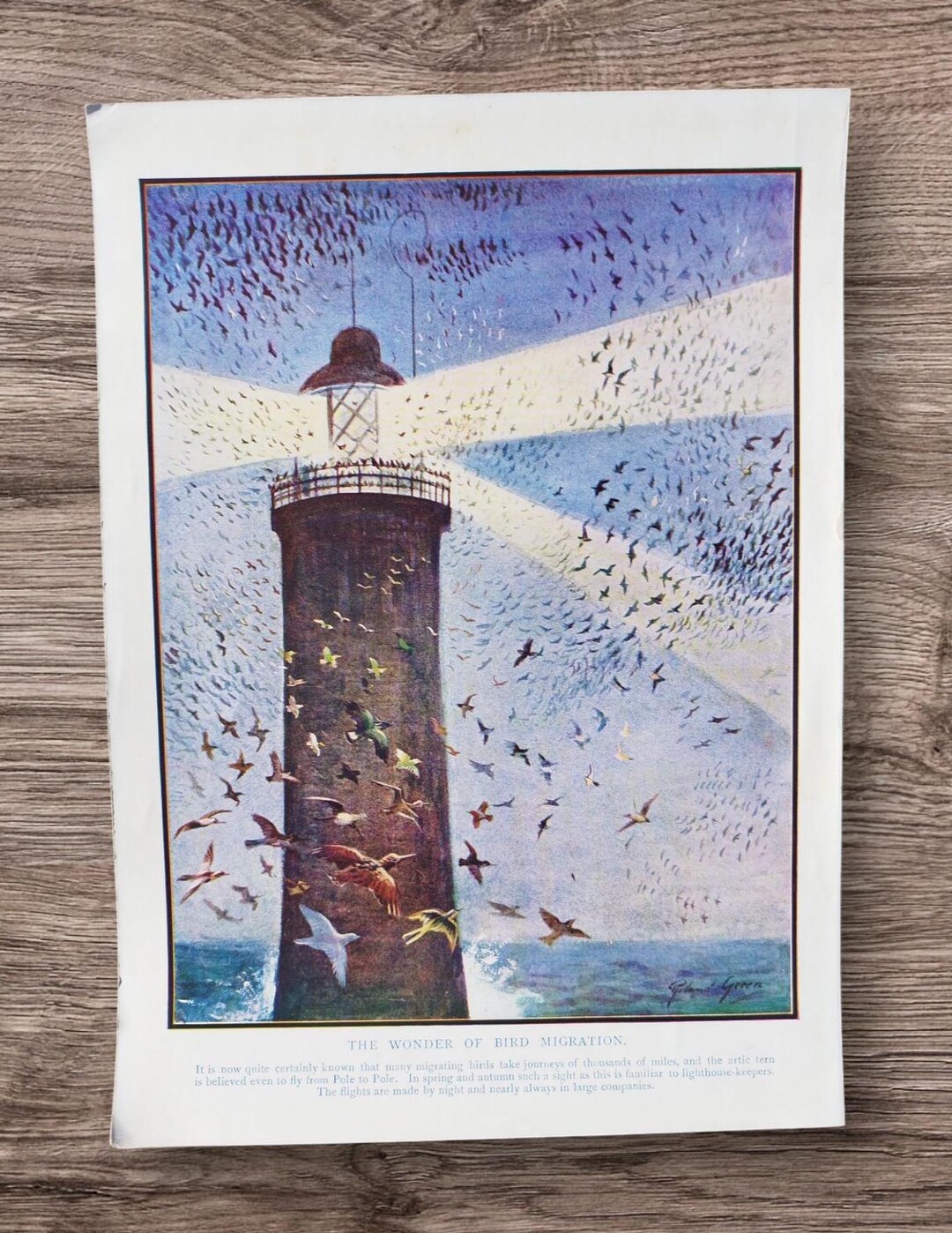 Genuine Vintage the Wonder of Bird Migrations Lighthouse Book Print Picture Lithograph ...