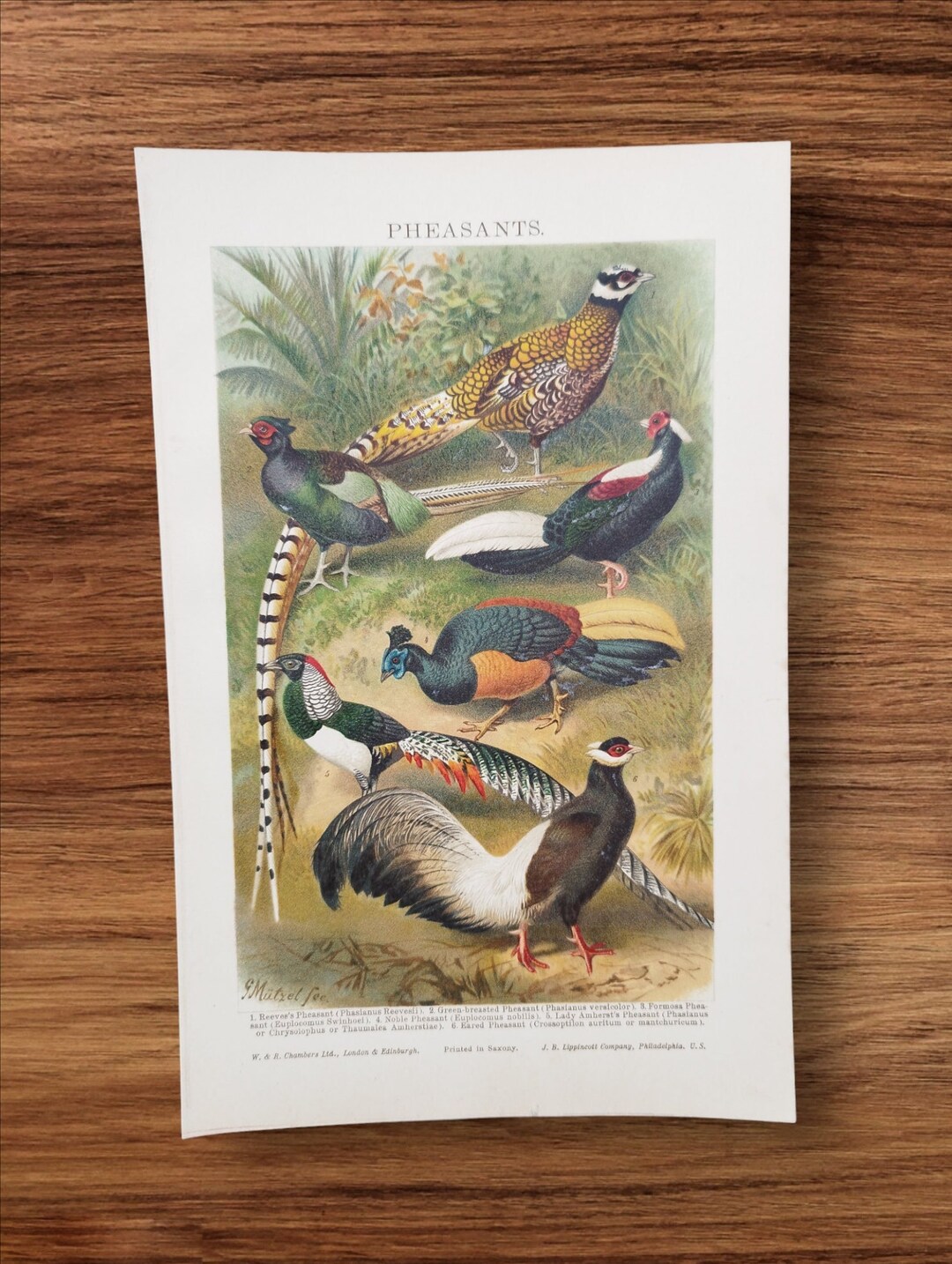 Original Antique 1904 Wild Pheasants Birds Book Print Picture ...