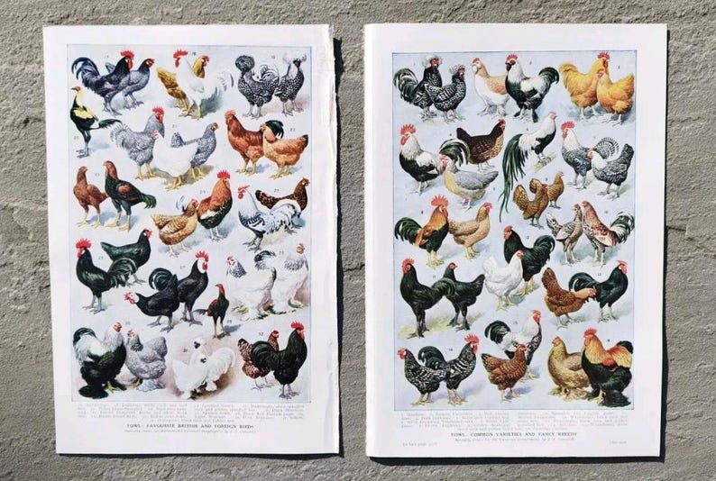 Pair of Genuine Antique 1920s Breeds of Chicken Poultry Book Picture ...