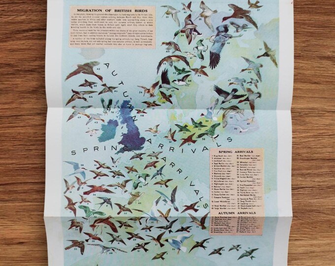 Original Vintage 1950s the Migration of British Birds Pull Out Book ...