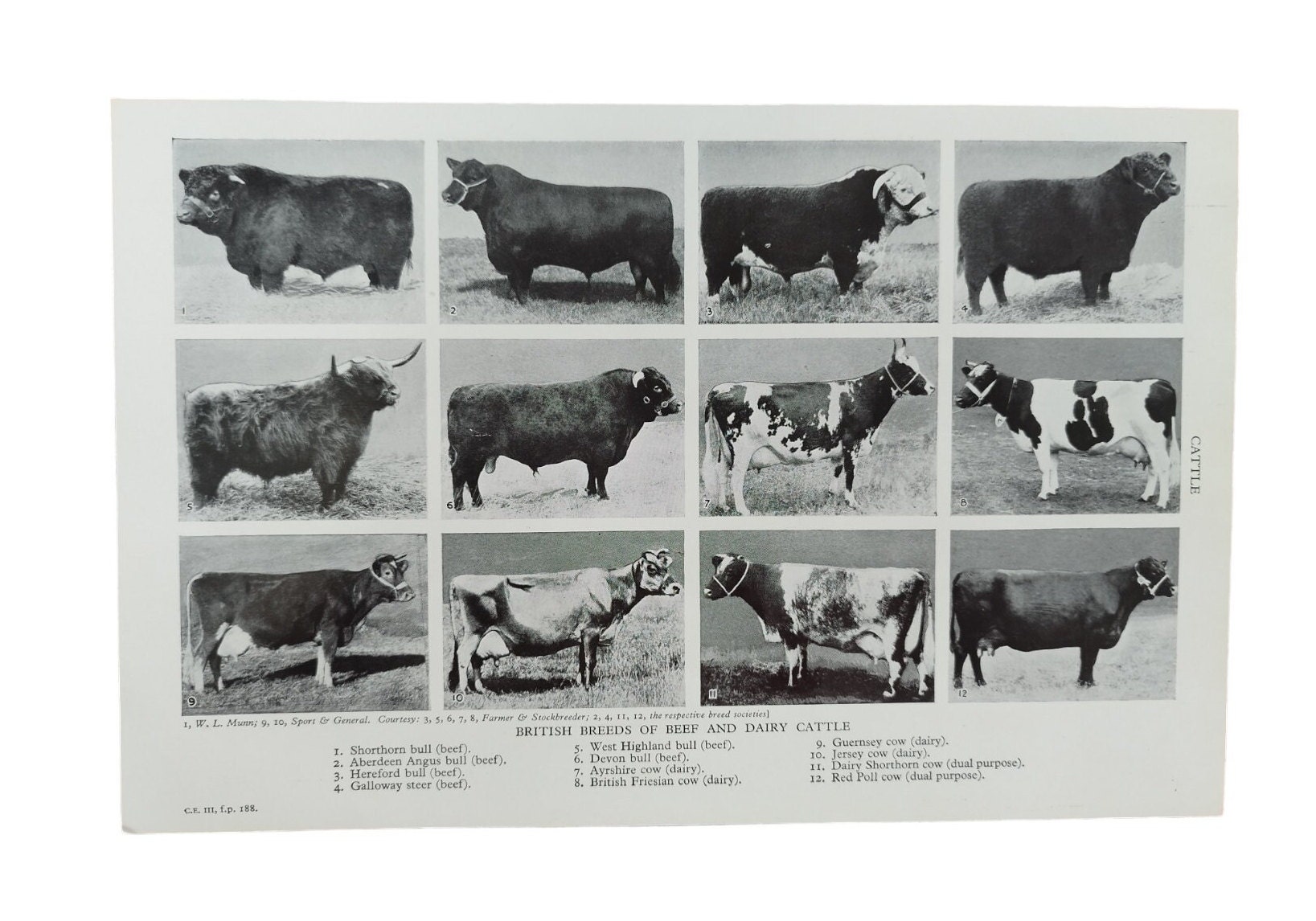 Vintage 1950s British Breeds of Beef and Dairy Cattle Book Print ...
