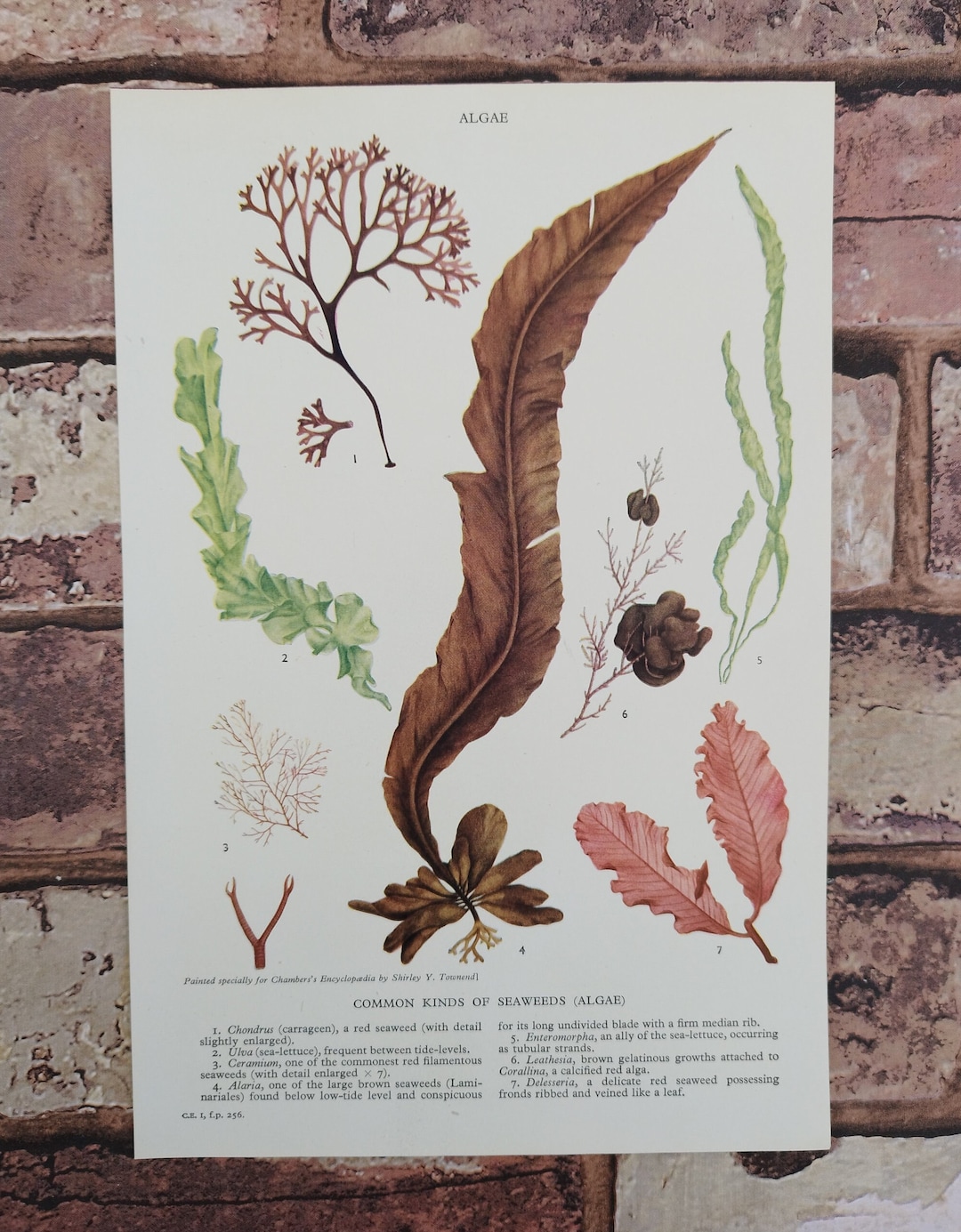 Vintage 1950s Common Varieties of Seaweed Book Print Lithograph Picture ...