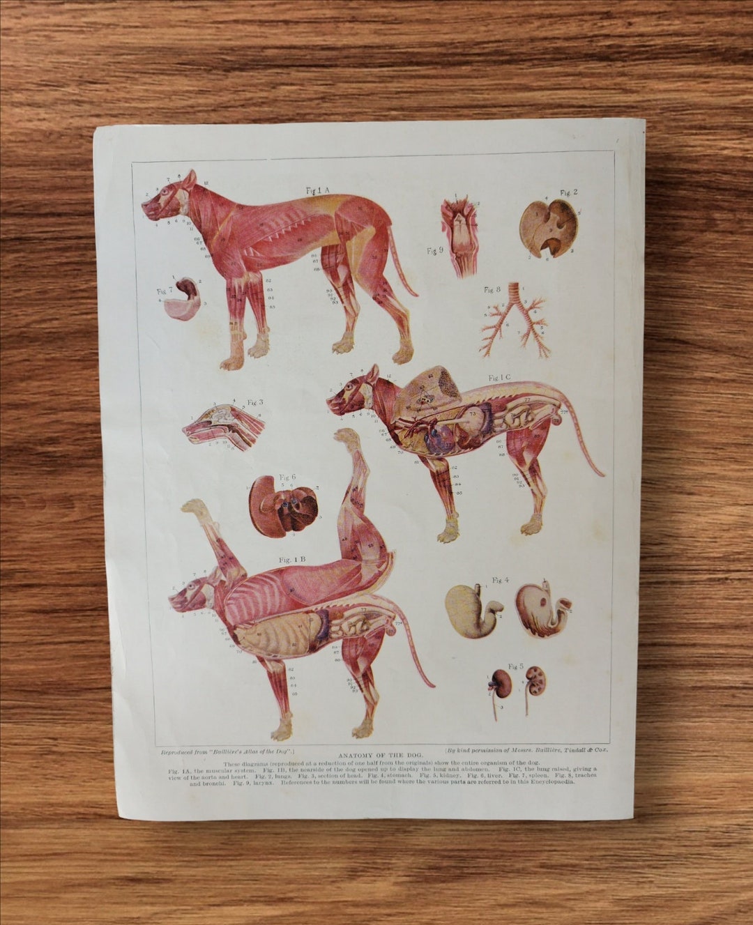 This item is unavailable - Etsy