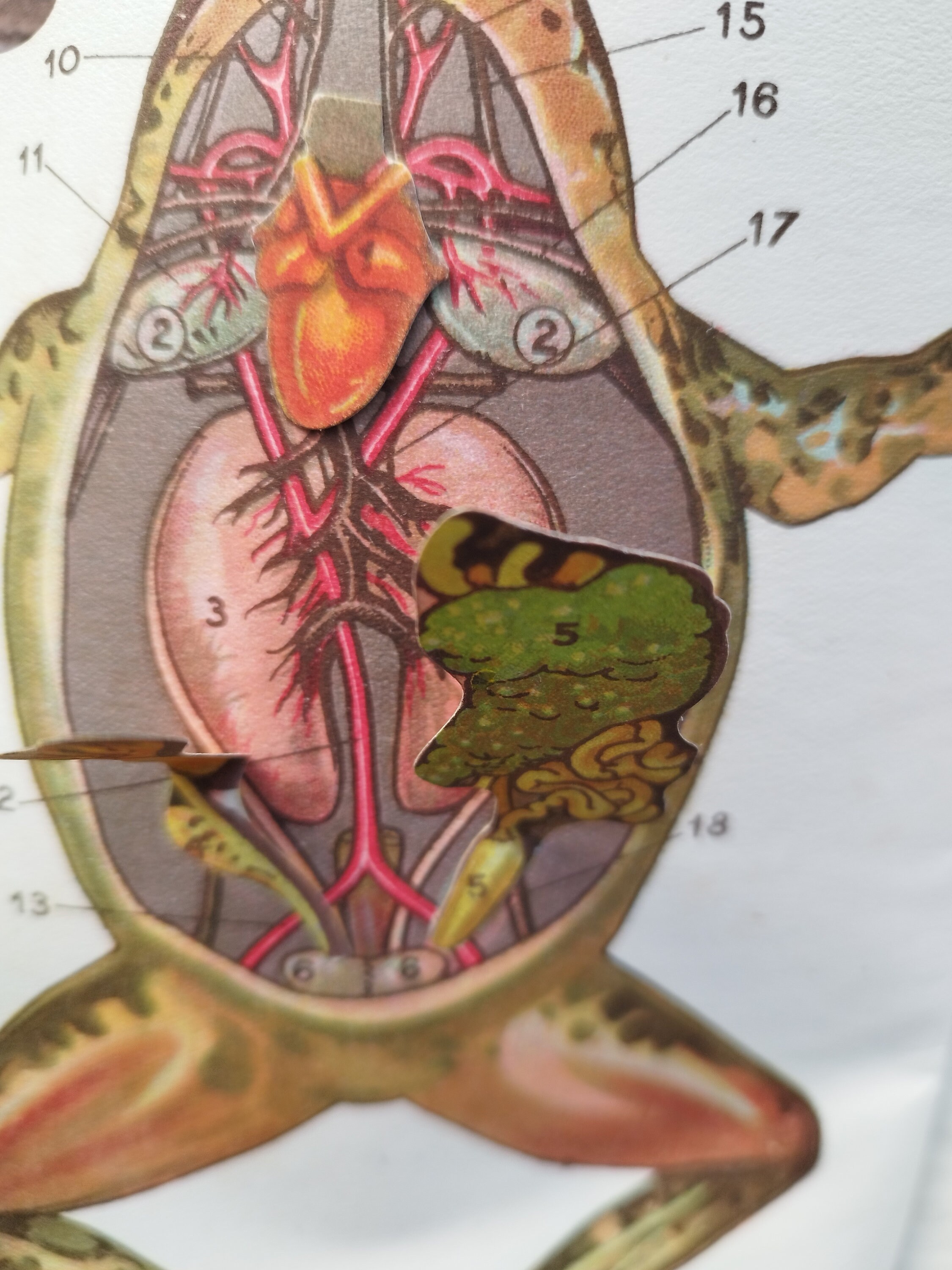 Genuine Vintage 1930s Old School Frog Dissection Sections Bookplate ...