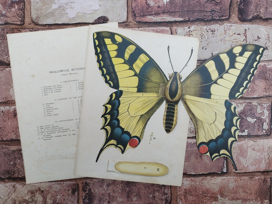 Antique Swallowtail Butterfly Anatomical Dissectional Book Print ...
