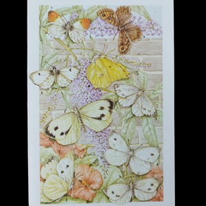 Vintage 1960s Butterfly Book Print Illustration Picture , British White ...