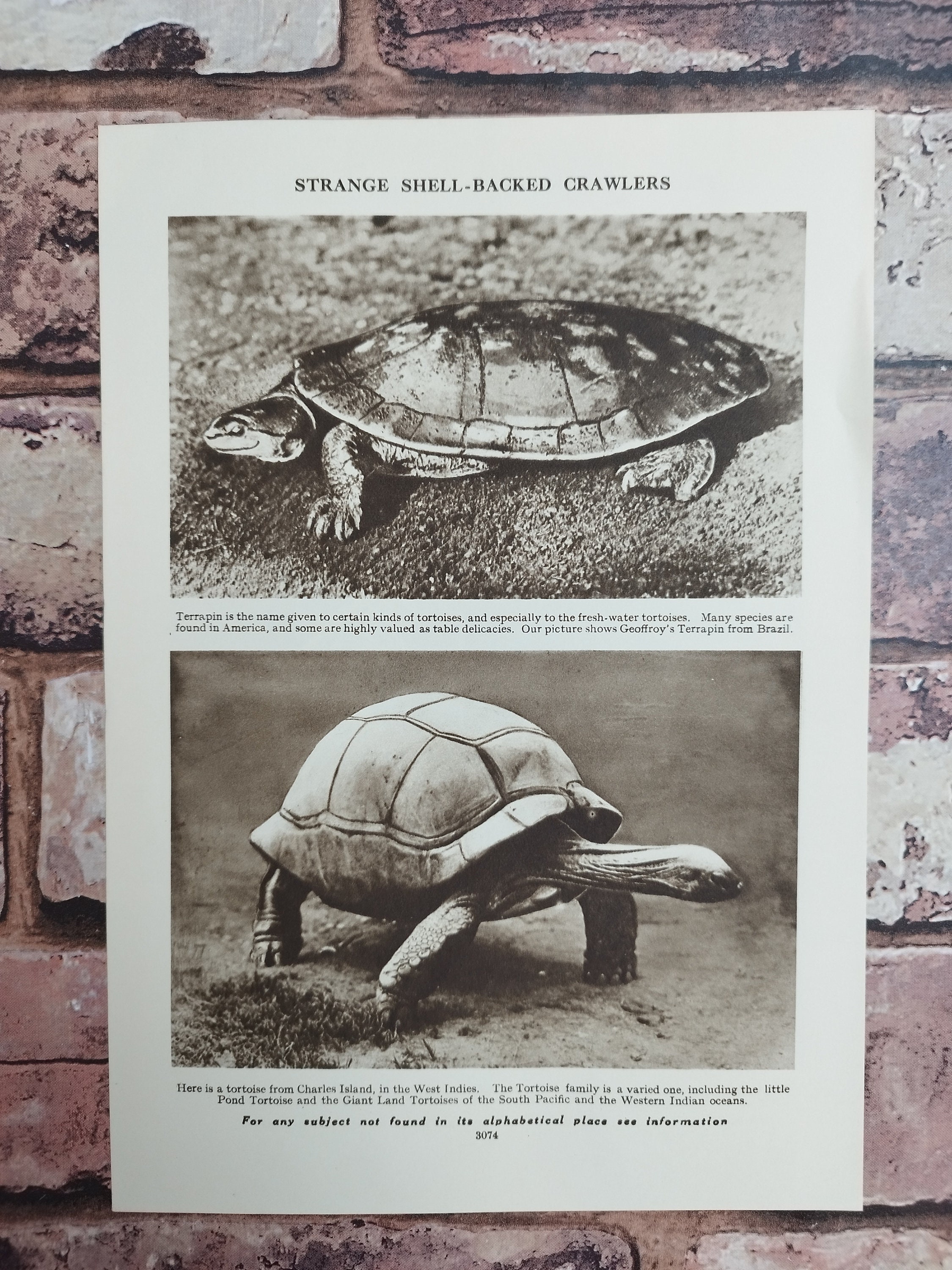 Original 1930s Malay Python Snake Skeleton Book Print Picture , Snakes ...