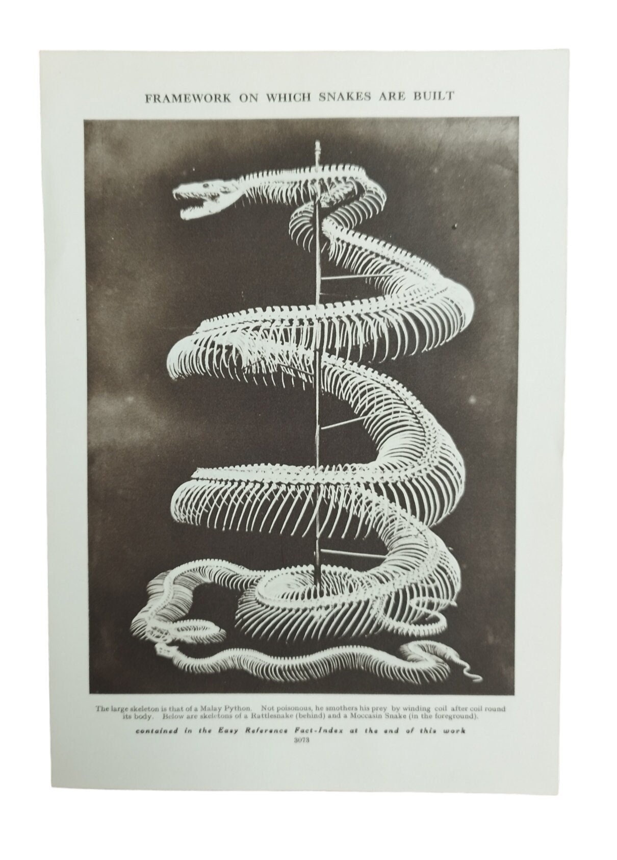 Original 1930s Malay Python Snake Skeleton Book Print Picture , Snakes ...