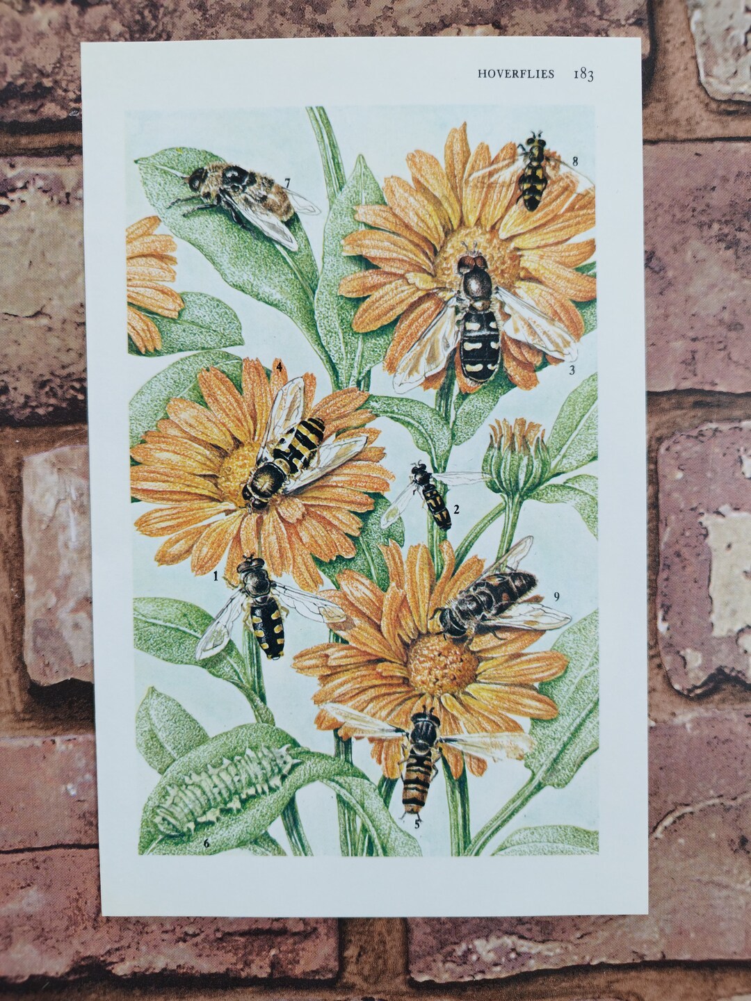 Vintage 1960s Hoverflies Hoverfly Bee Book Print Picture , Nature ...