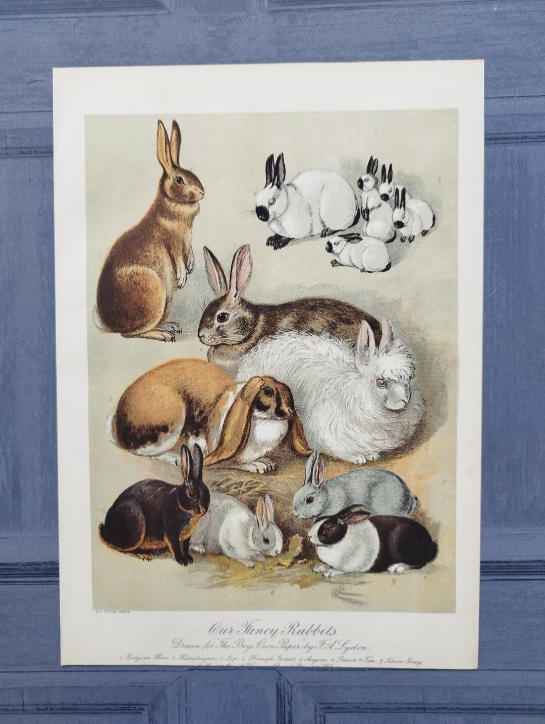 Original Antique 1891 Our Fancy Rabbits Book Print Chromoligraph ...