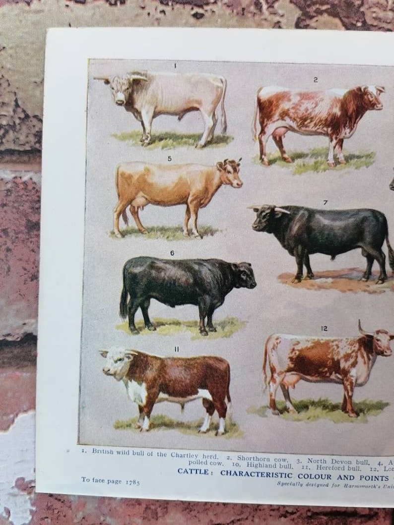 Original Antique 1920s Breeds of Cattle Colours and Points of - Etsy