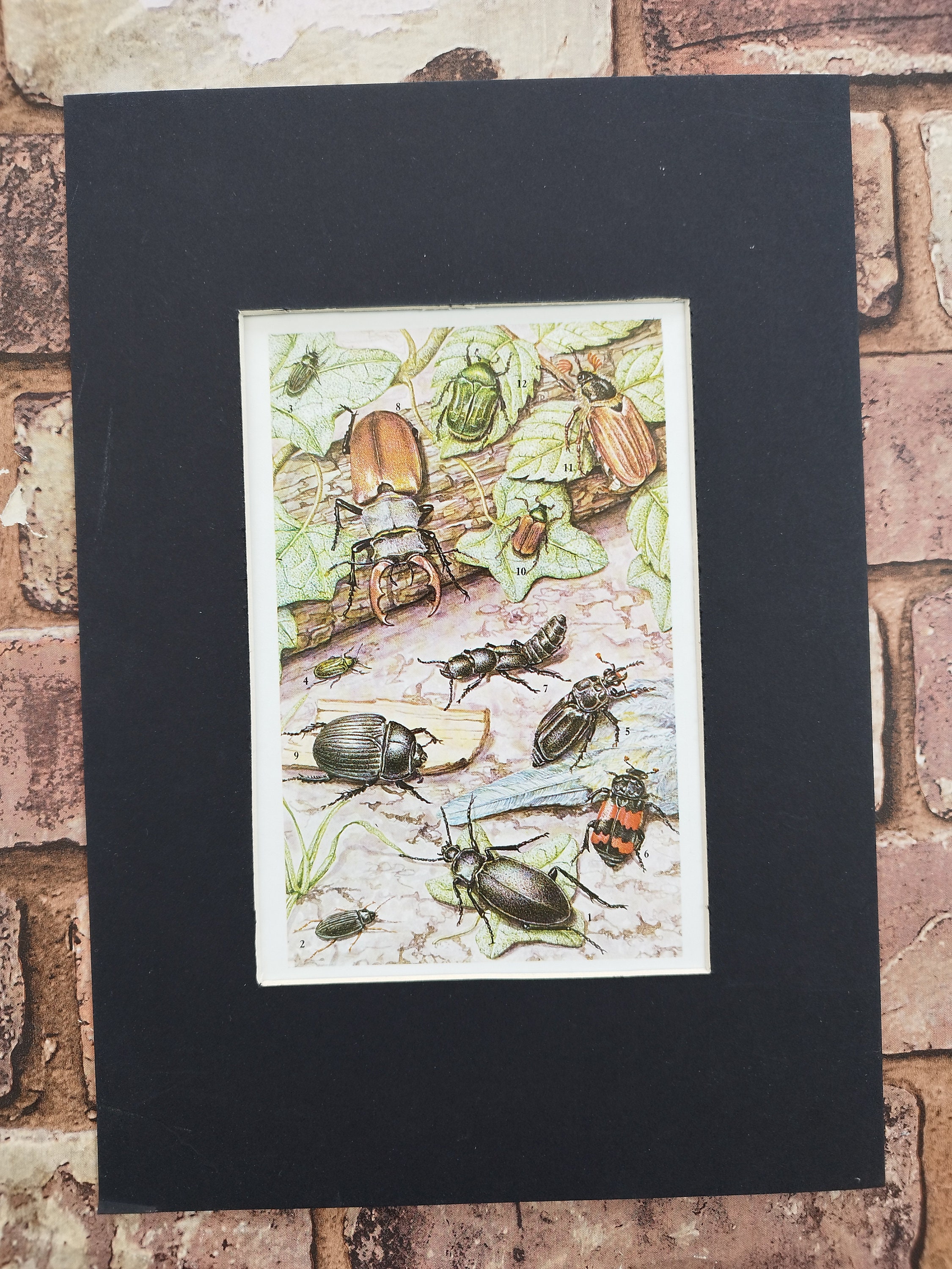 Vintage 1960s Types of British Insect Garden Beetles Print Picture ...