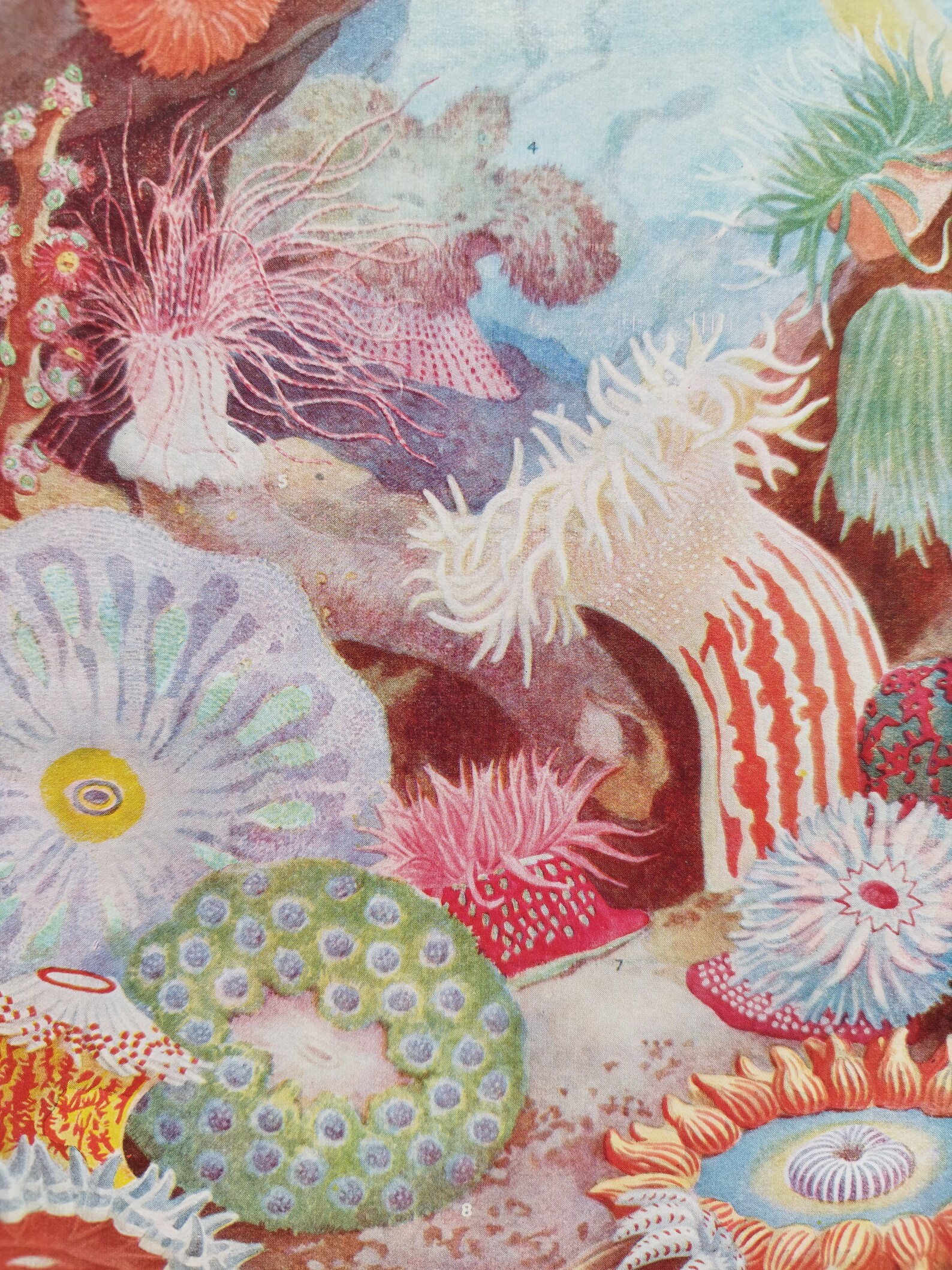 Genuine Antique 1920s Sea Anemone Book Print Picture Wall Art , Coral ...