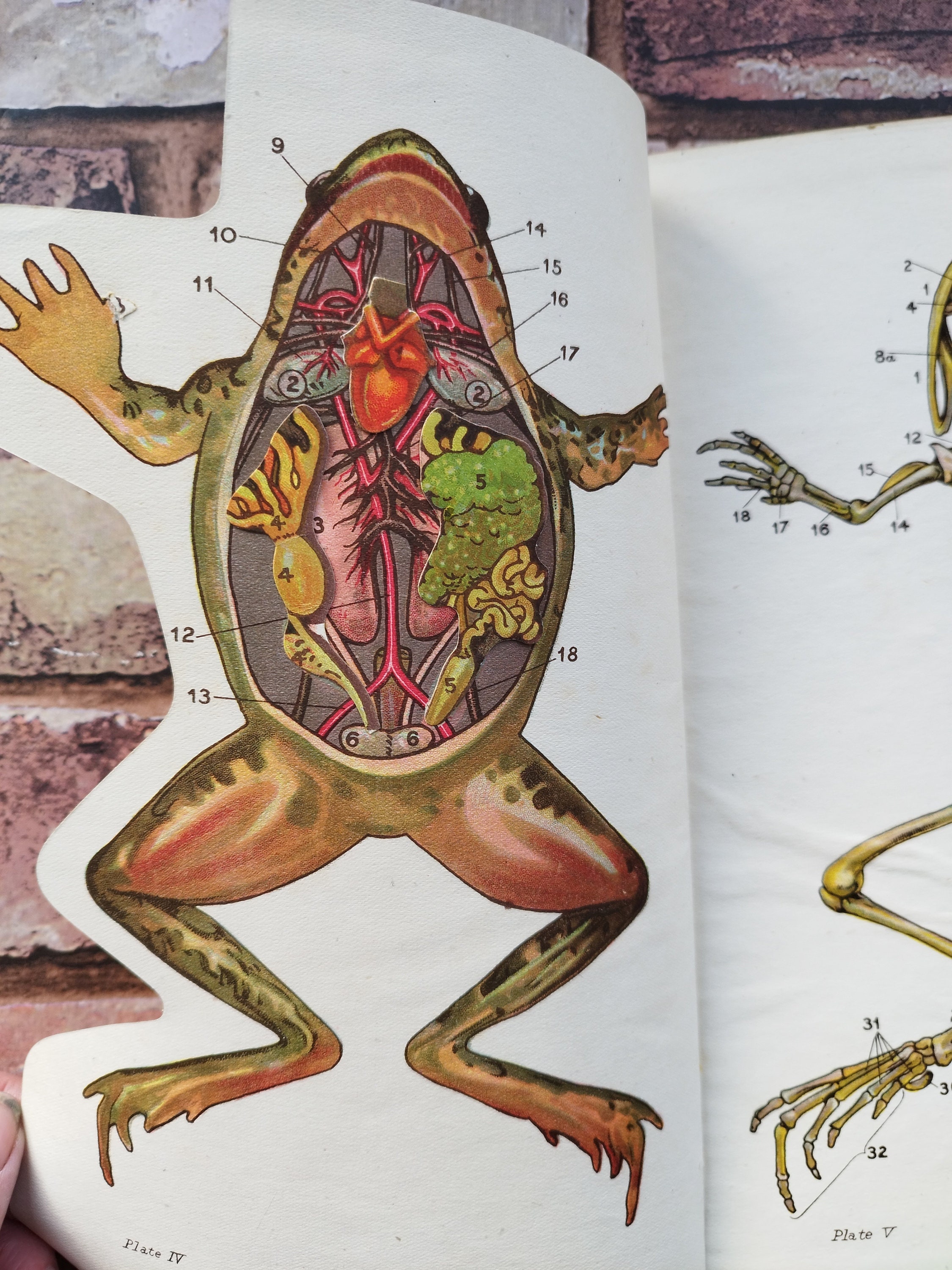 Genuine Vintage 1930s Old School Frog Dissection Sections Bookplate ...