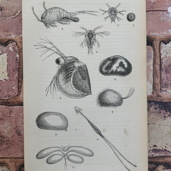 Microscopic Animals - Etsy