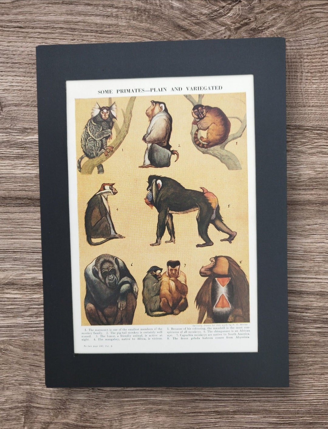 Genuine Vintage Primates 1950s Book Print Picture in A4 Mount ...