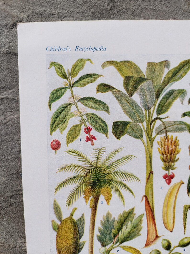 Vintage 1950s Tropical Fruit Plant Trees Book Print Pictures , Fruits ...