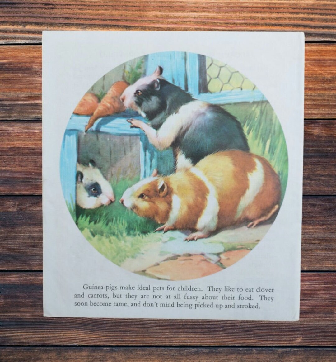 Genuine Vintage 1930s Mummy and Daddy Guinea Pig Children's Book Print ...