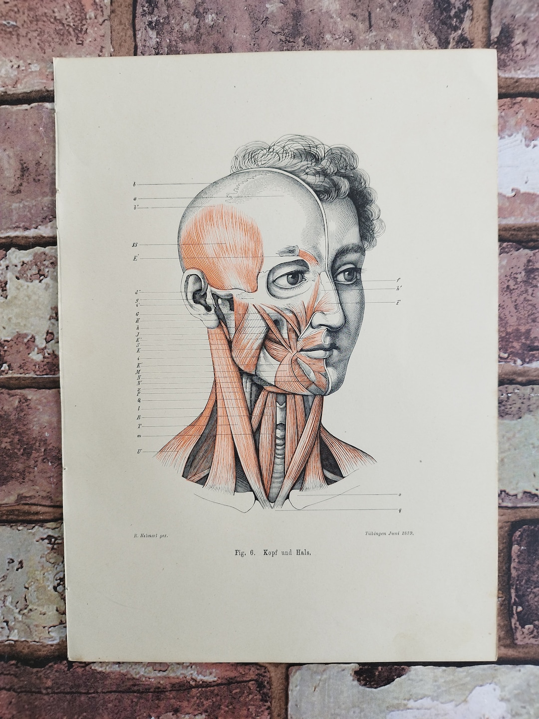 Original Antique 1899 German Anatomy Human Head Book Print Picture ...