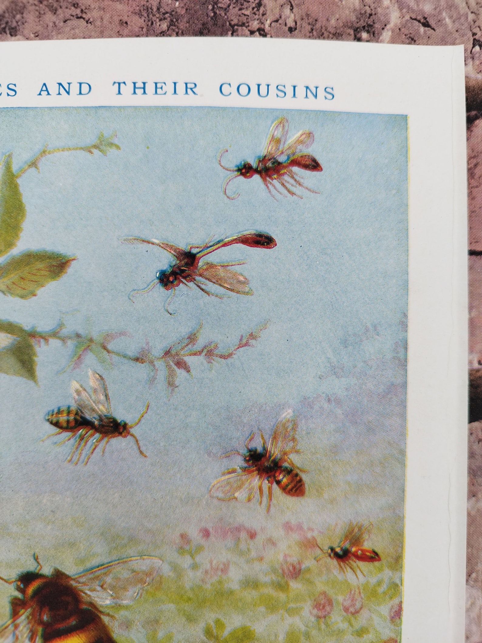 Original Vintage Maude Scrivener 1950s Book Plate Illustration , the ...