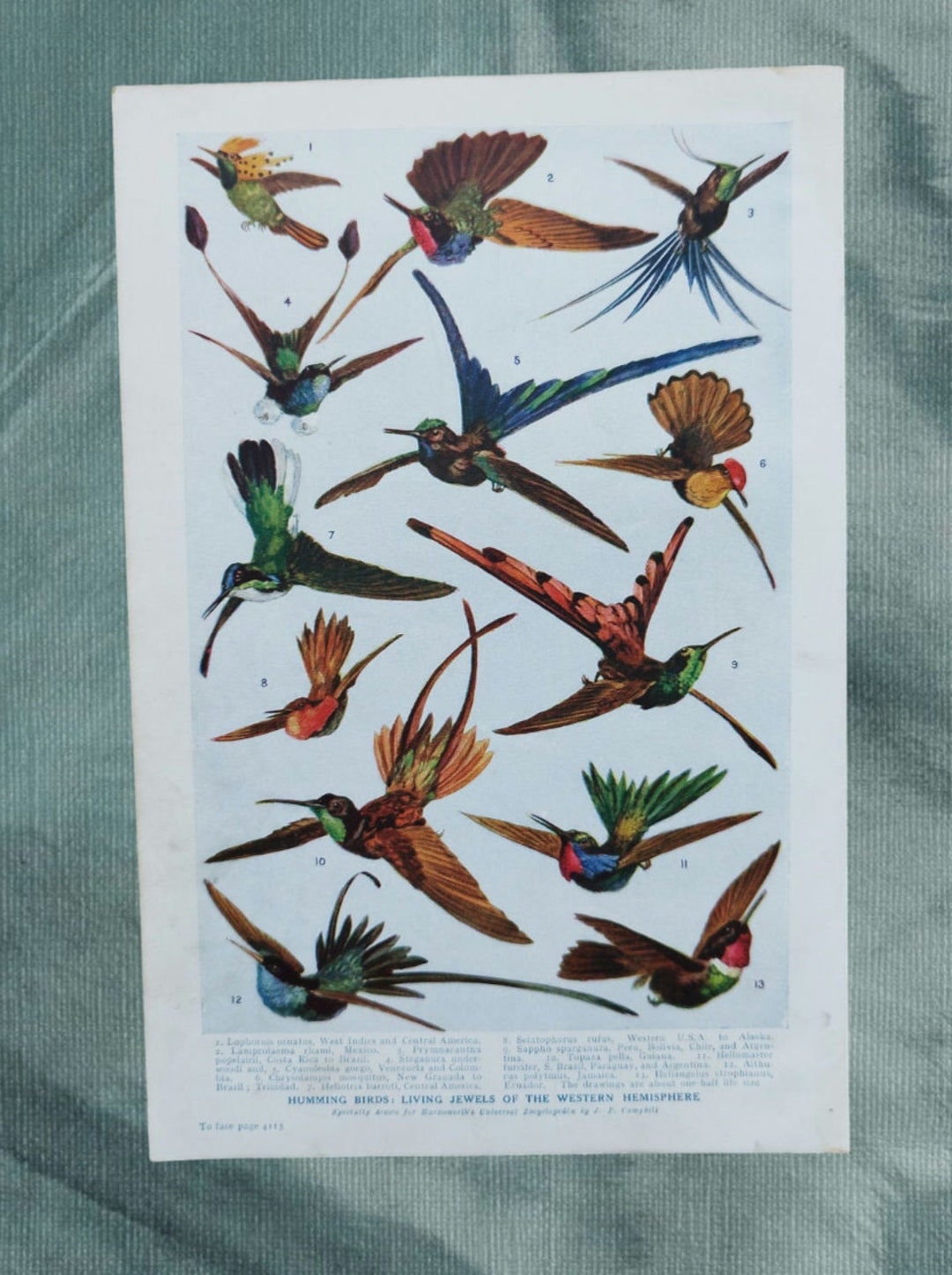 Genuine Antique 1920s Species of Hummingbirds Bird Book Print Picture ...
