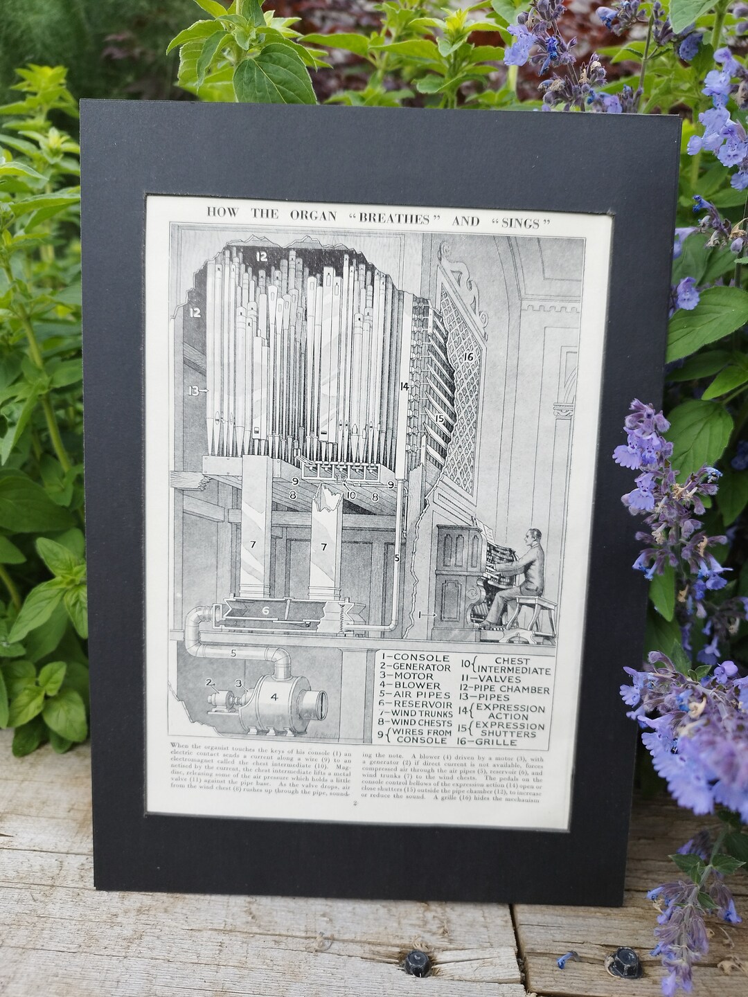 Genuine Vintage 1950s Pipe Organ Diagram Book Print Picture in A4 Mount ...