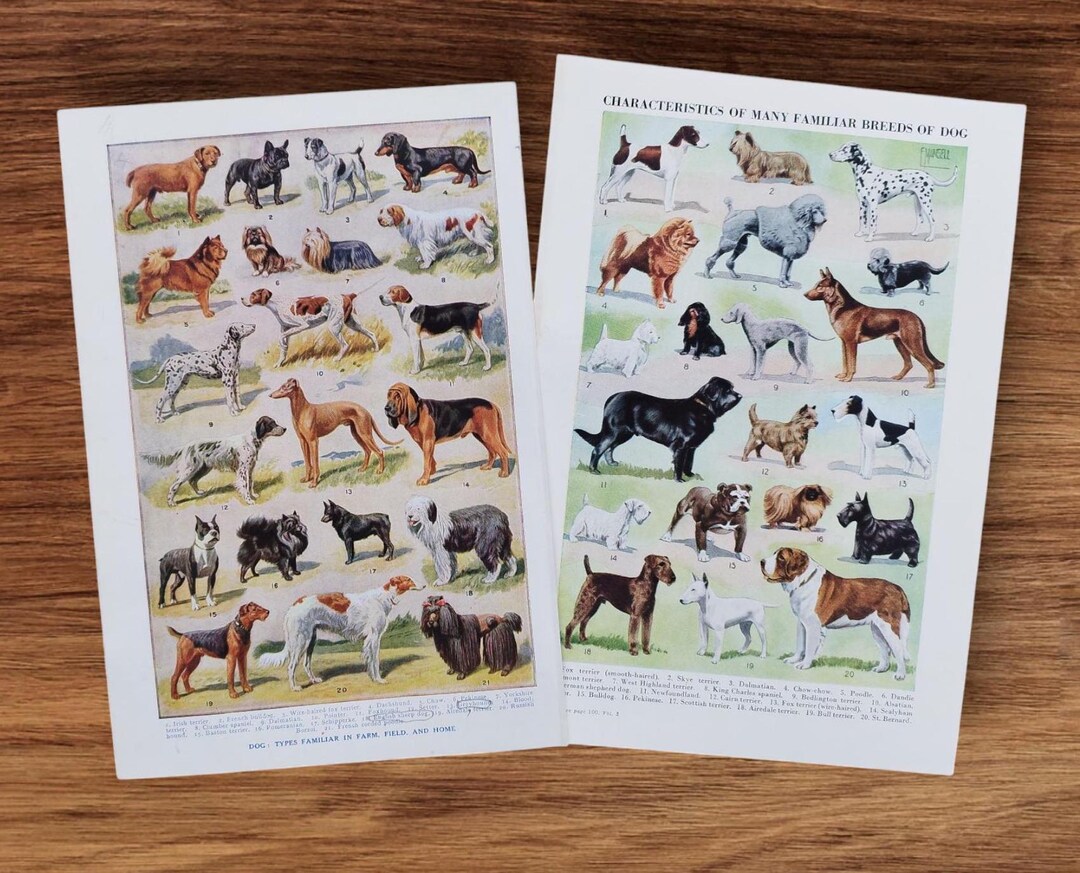 Vintage Dog Breeds Book Plate Prints: British Farm & Show Dogs - Etsy