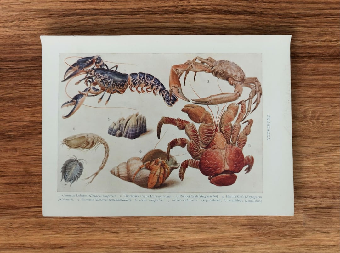 Original Antique 1912 Aquatic Arthropods Crustaceans Book Print Picture ...