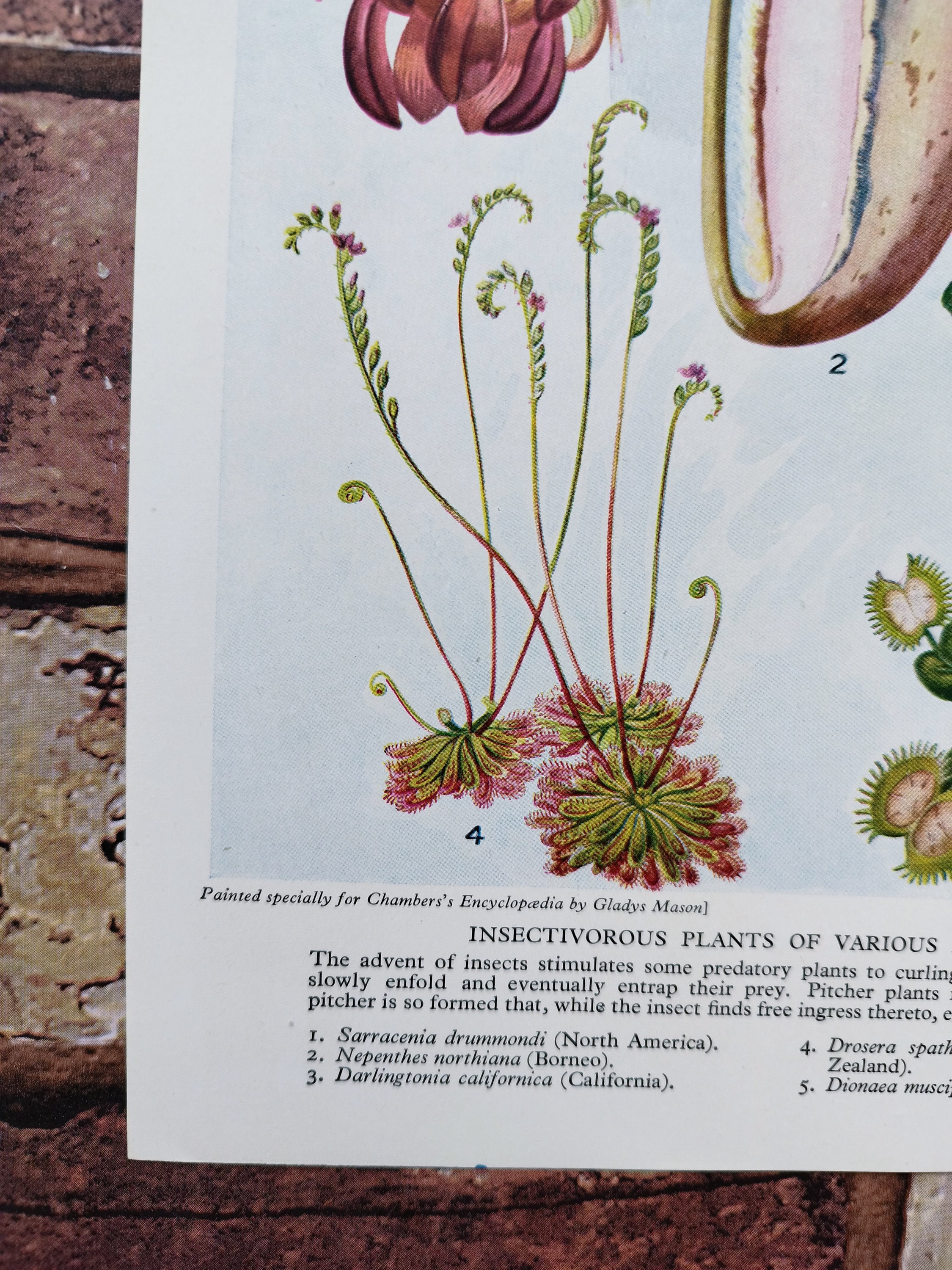 Vintage 1950s Insectivorous Plants Book Print Lithograph Picture Insect ...