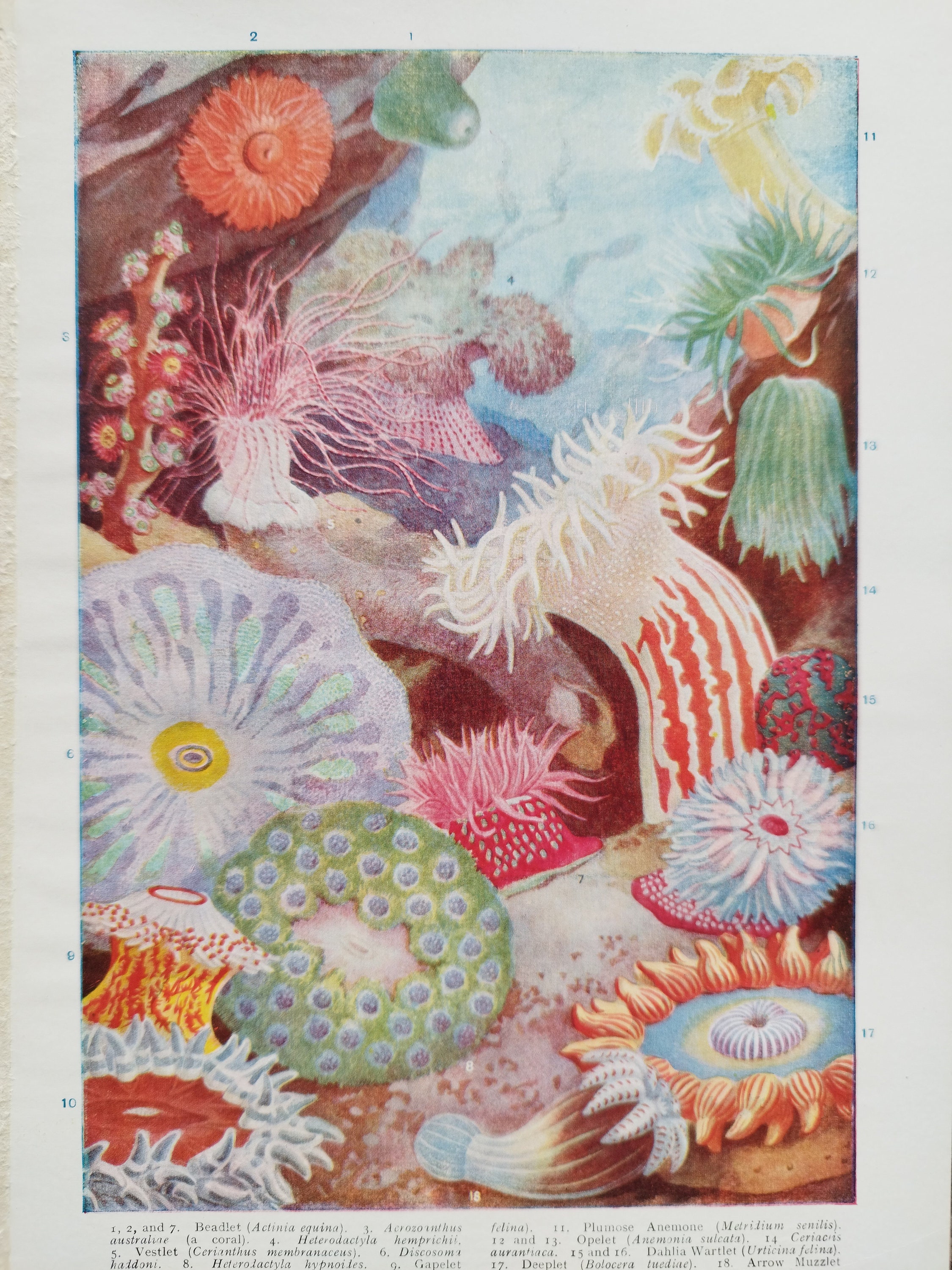 Genuine Antique 1920s Sea Anemone Book Print Picture Wall Art , Coral ...
