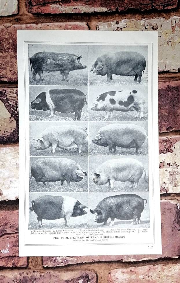 Prize Pigs Breeds