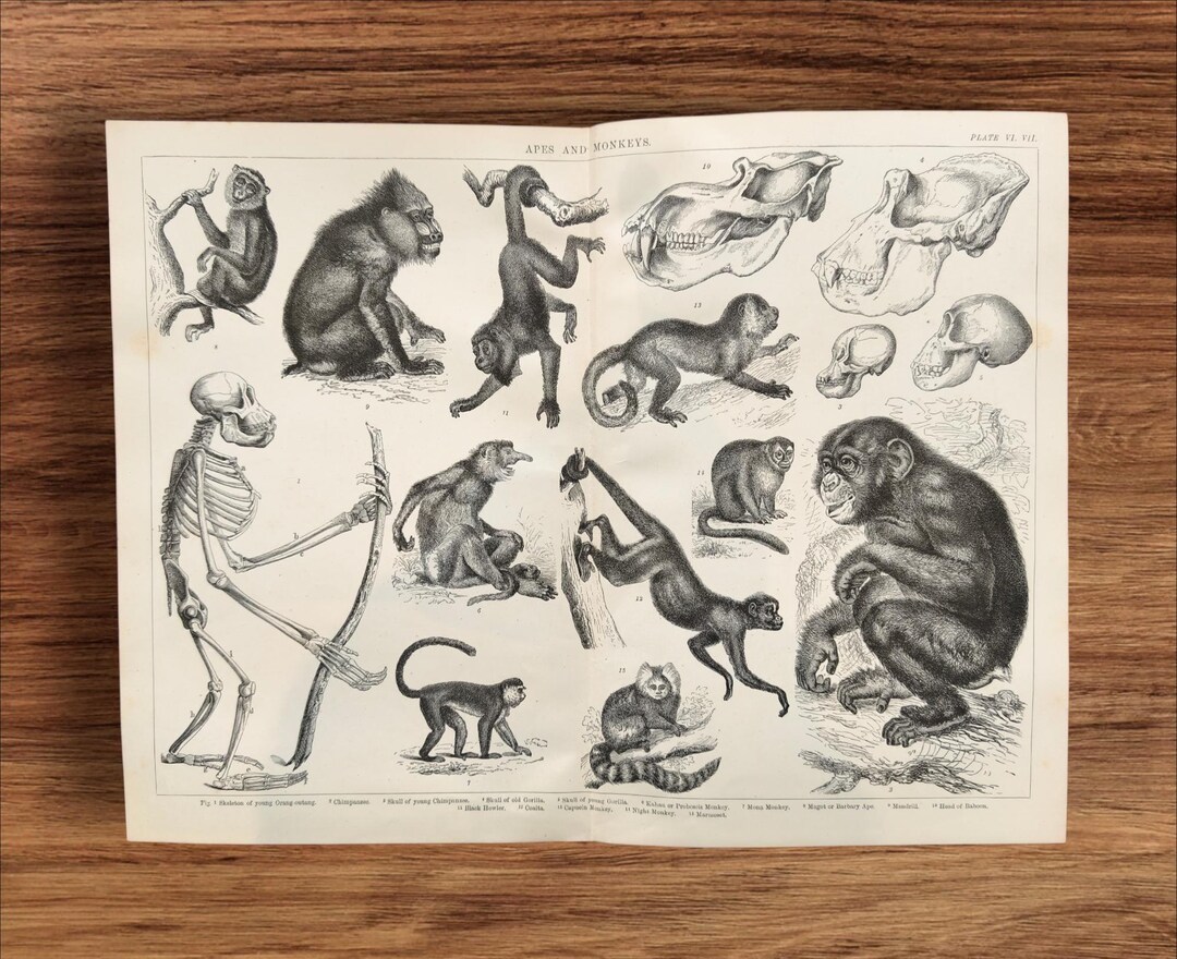 Genuine Antique 1876 Victorian Primates Apes and Monkeys Copper ...
