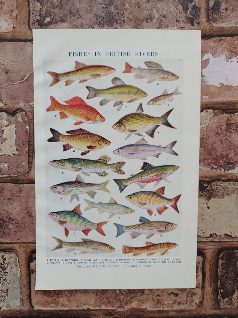 Vintage 1950s Fishes in British Rivers and Lakes Lithograph Book Print ...