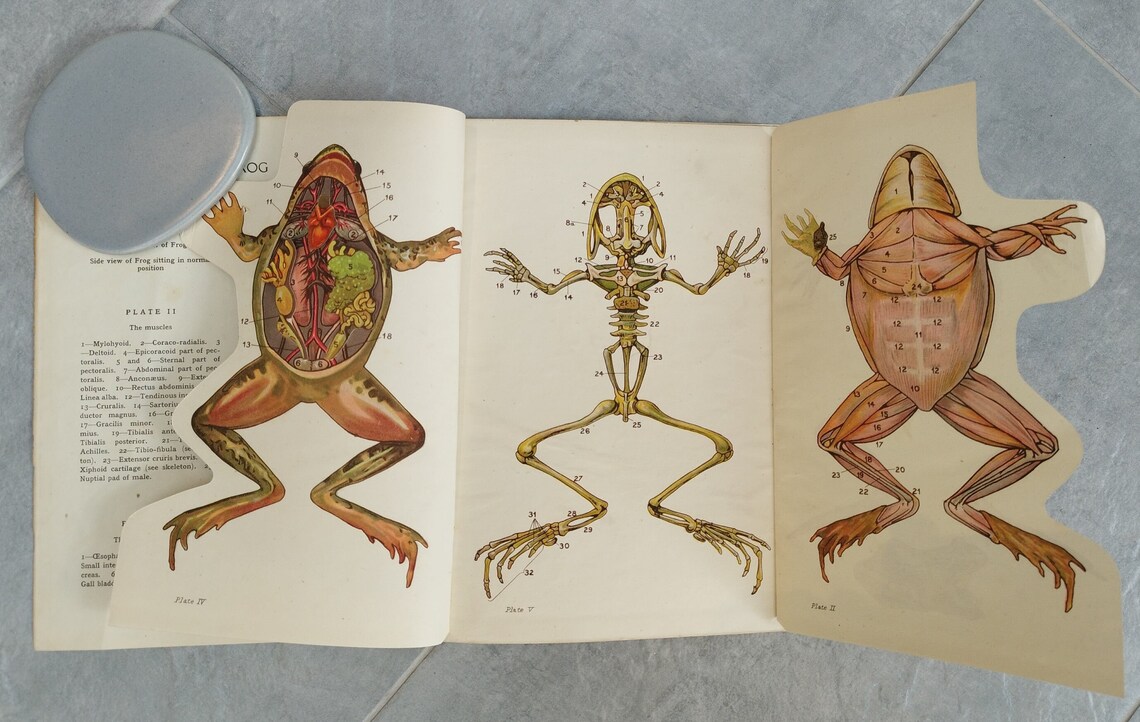 Genuine Vintage 1930s Old School Frog Dissection Sections Bookplate ...