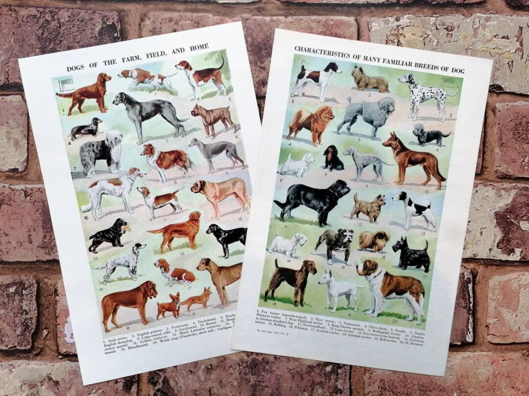 Vintage 1950s Breeds of Pedigree Pet Dogs Book Prints - Etsy