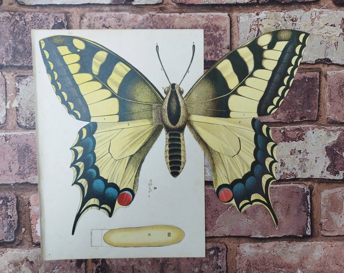 Antique 1910 Swallowtail Butterfly Anatomical Dissectional Book Print ...