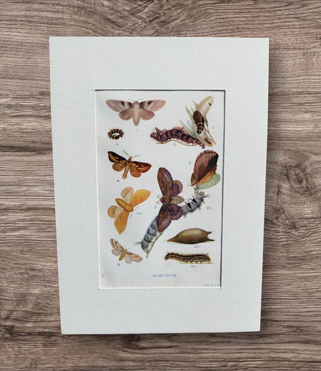 1900 British Moths Lithograph: Antique Entomology Print, A4 Mounted - Etsy