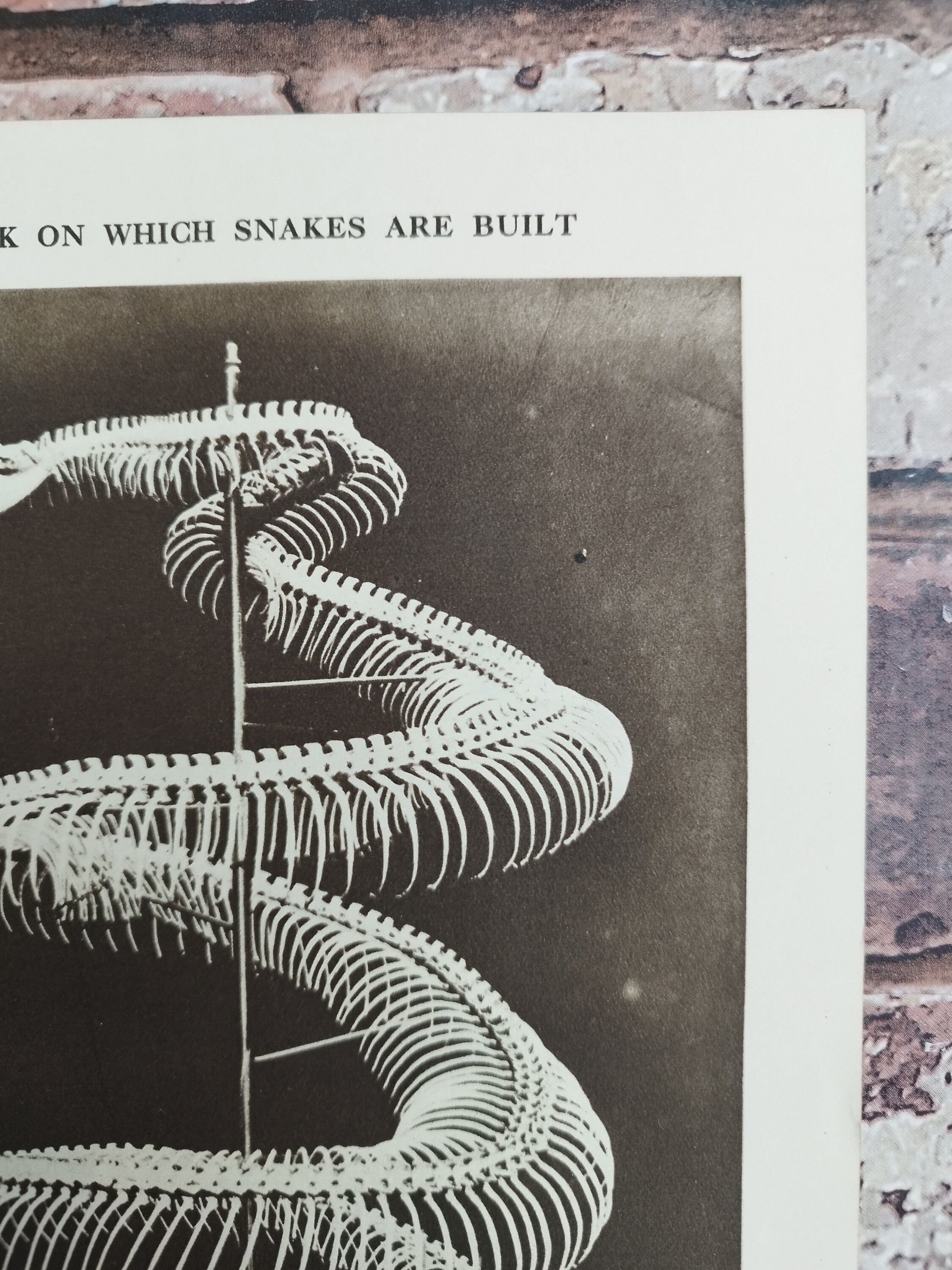 Original 1930s Malay Python Snake Skeleton Book Print Picture , Snakes ...