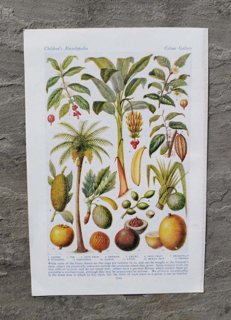 Vintage 1950s Tropical Fruit Plant Trees Book Print Pictures , Fruits ...