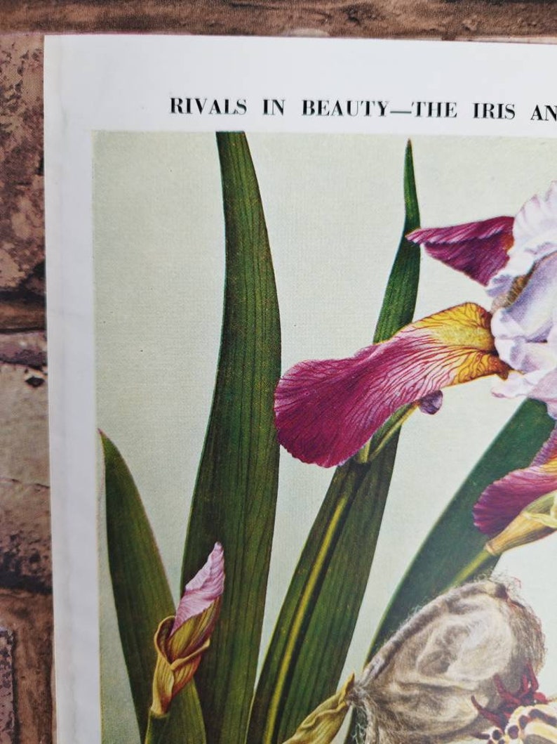 Original Vintage 1950s Moth on an Pink Iris Flower Botanical Book Page ...