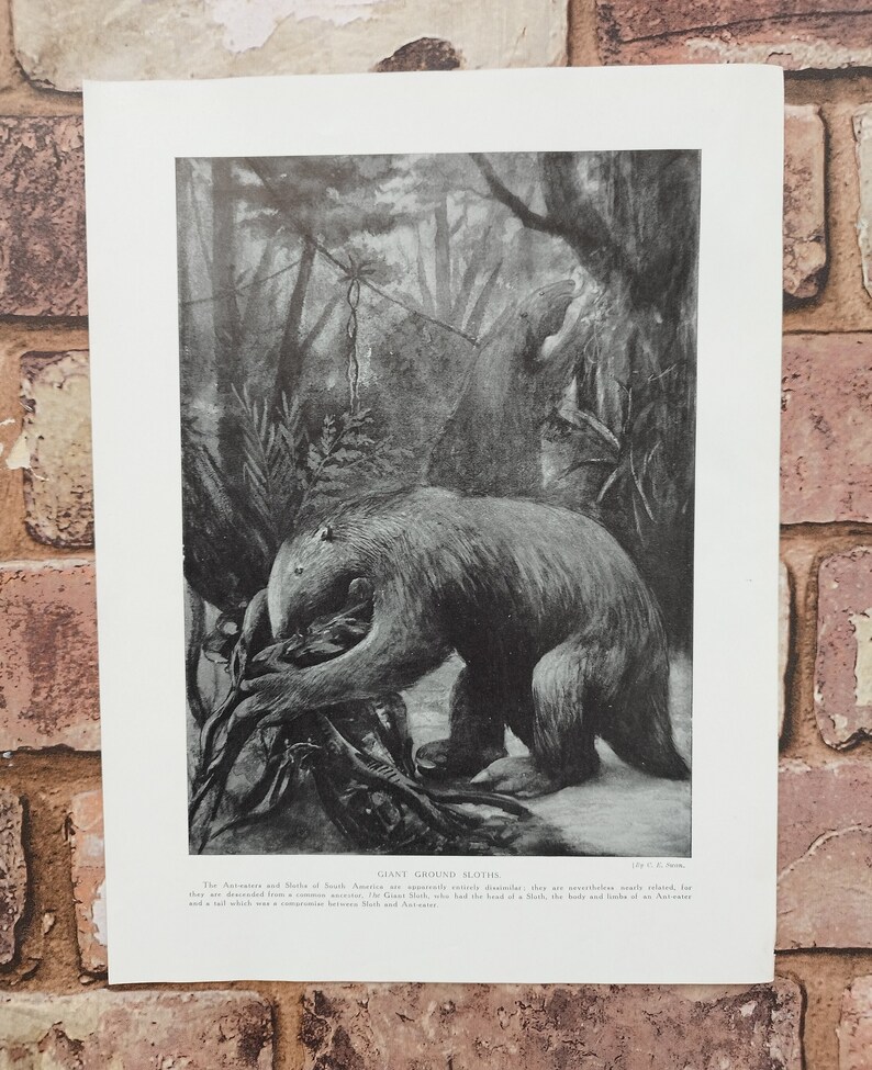 Antique 1920s Extinct Giant Ground Sloths Book Print Lithograph Picture ...