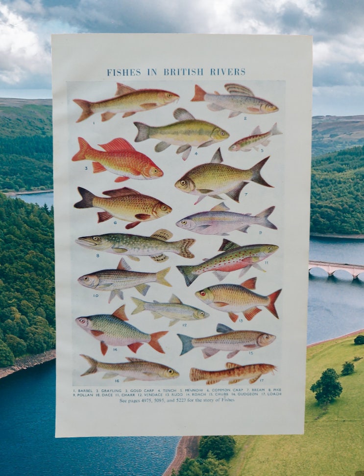 Vintage 1950s Fishes in British Rivers and Lakes Lithograph Book Print ...