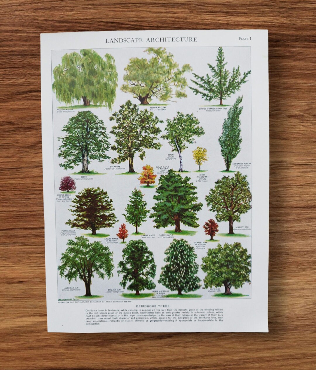 Vintage 1950s British Deciduous Trees Book Print Picture Lithograph ...