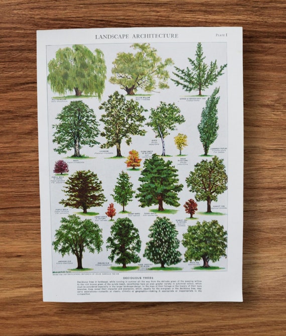 Deciduous Tree Names