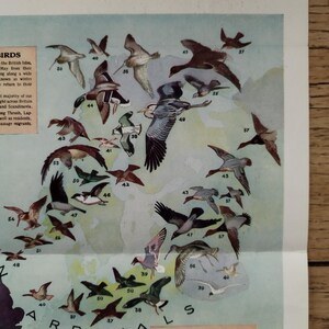 Original Vintage 1950s the Migration of British Birds Pull Out Book ...