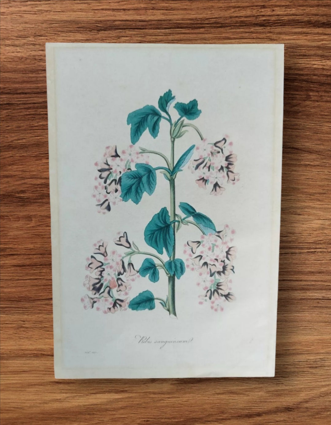 Antique 1834 Flowering Shrub Plant Book Print Lithograph Picture ...