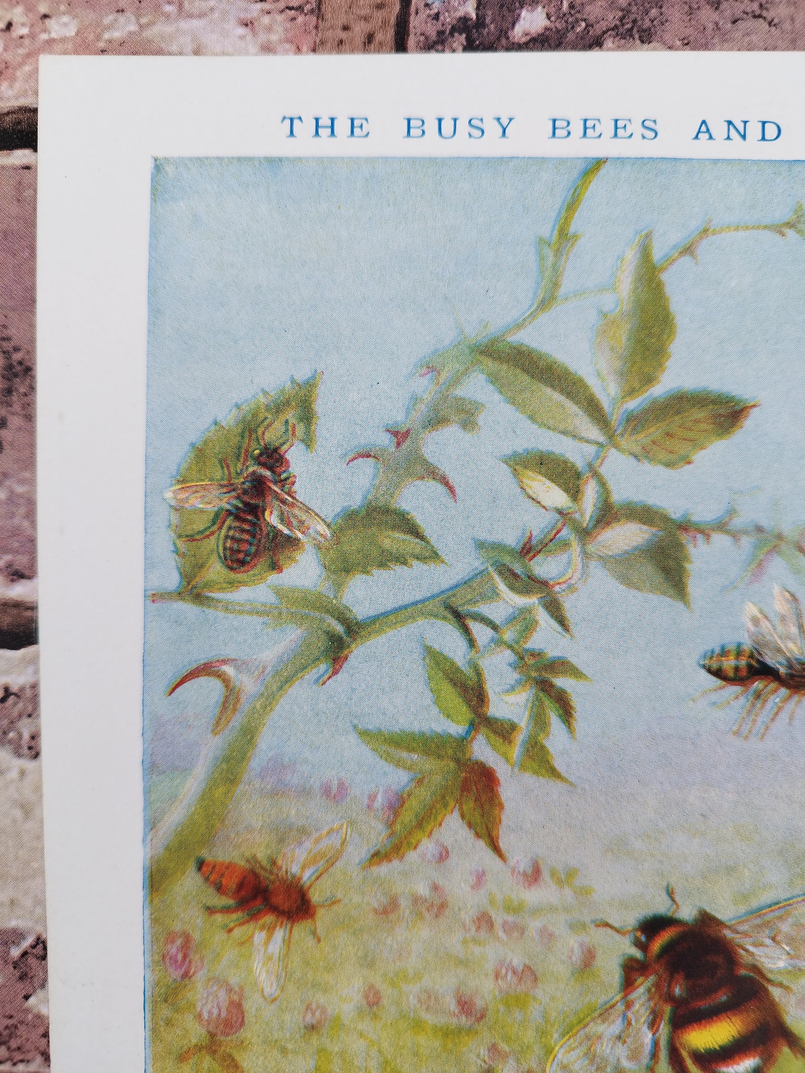 Original Vintage Maude Scrivener 1950s Book Plate Illustration , the ...