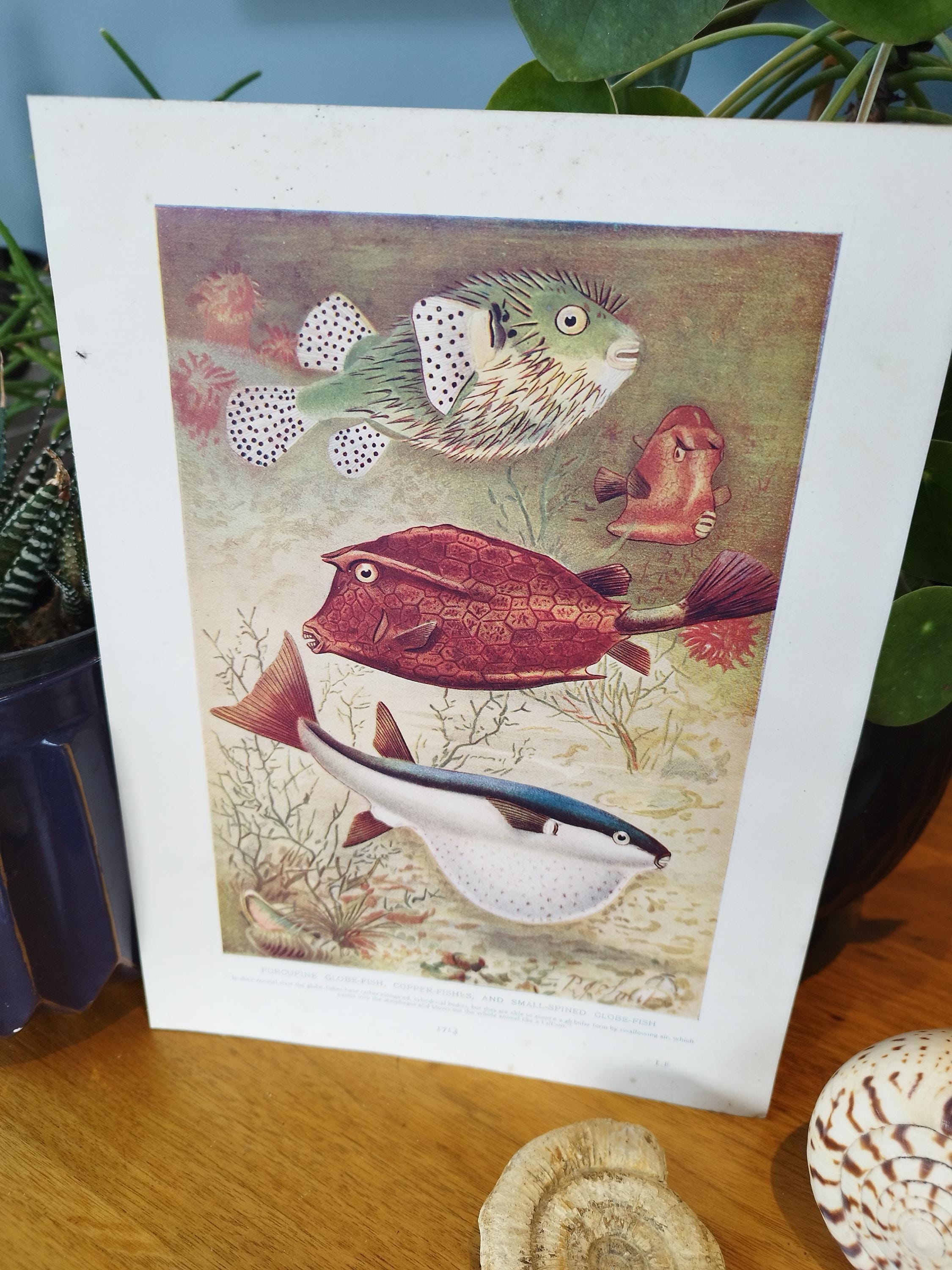 Antique 1910 Tropical Aquarium Sea Fish Lithograph Book Print Picture ...
